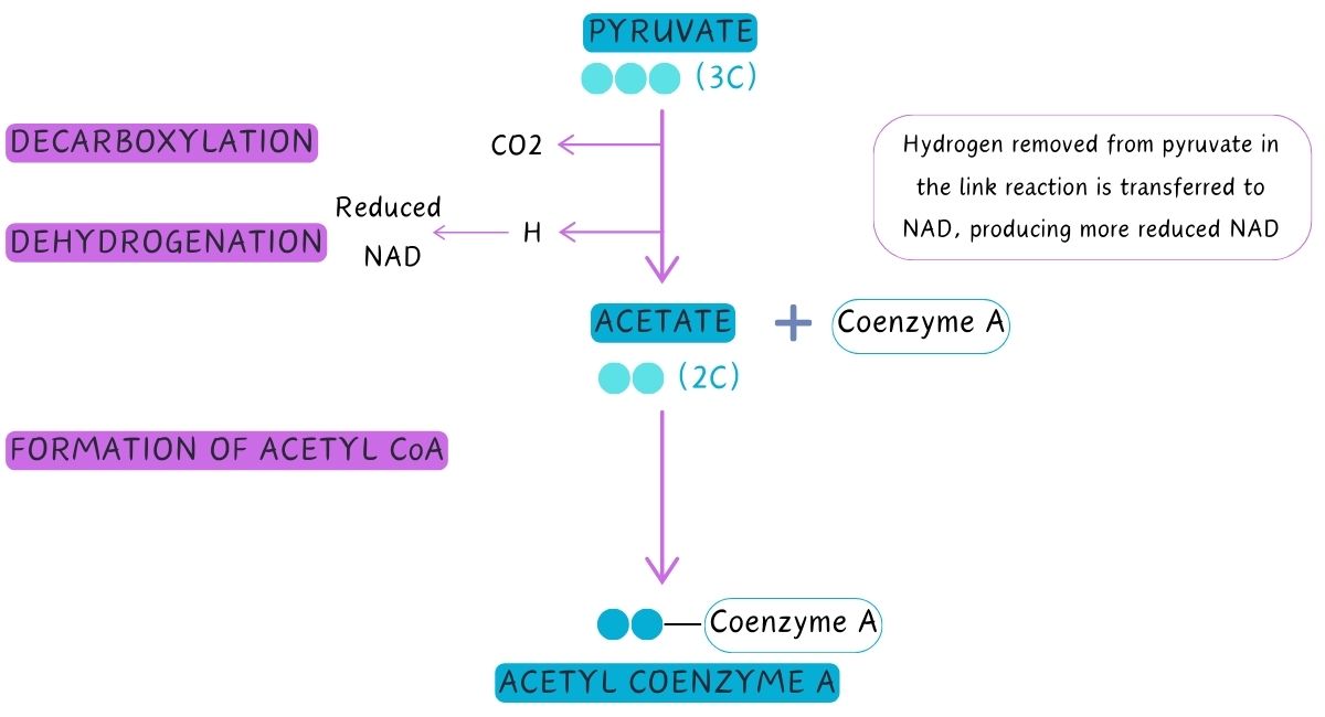 Pyruvate Oxidation | What Is It And Where Does It Occur?