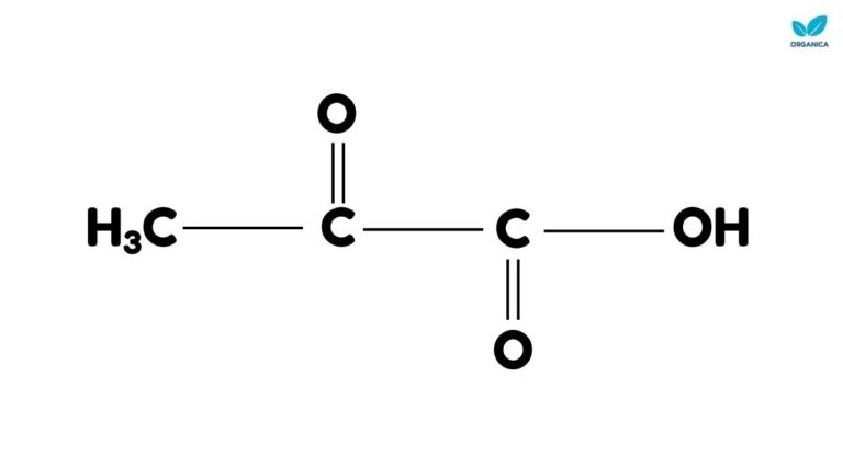 Pyruvate Oxidation | What Is It And Where Does It Occur?